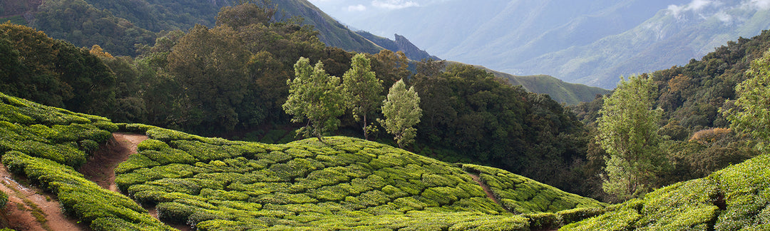 Single Estate Teas – Jayshree Tea